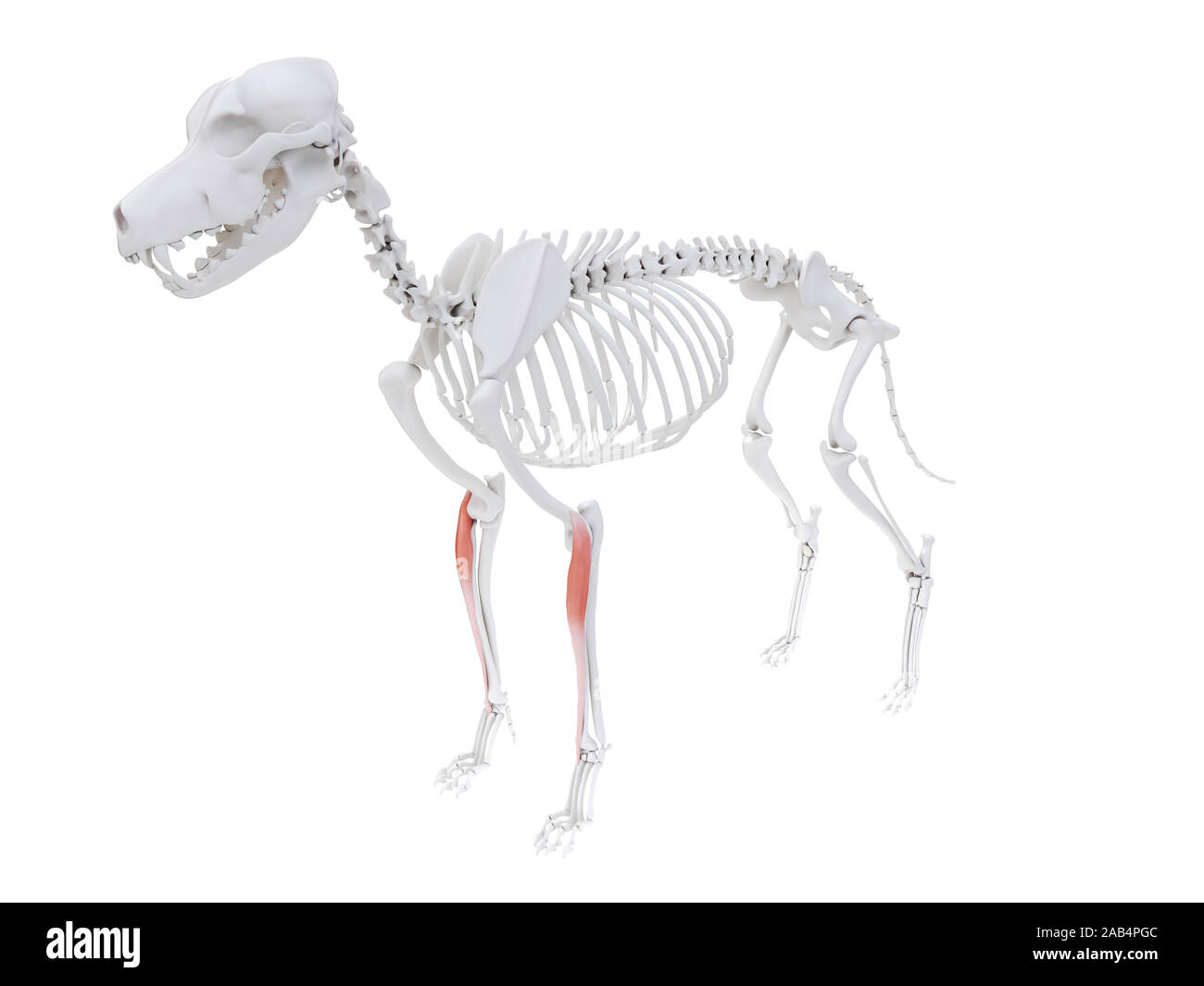 3d rendered illustration of the dog muscle anatomy - extensor carpi ...