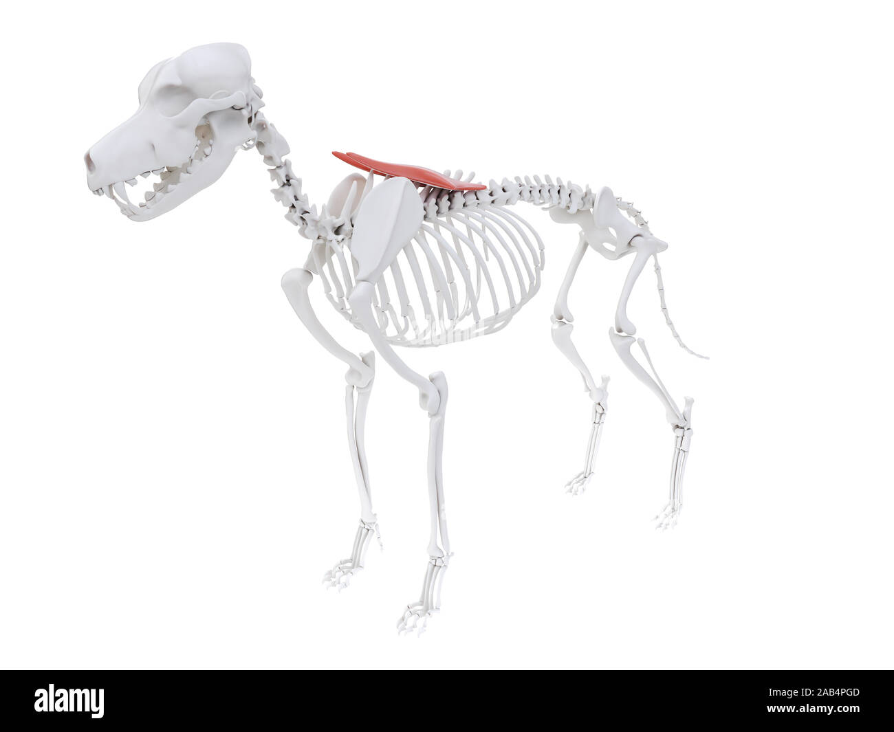 3d rendered illustration of the dog muscle anatomy - cervical rhomboid ...