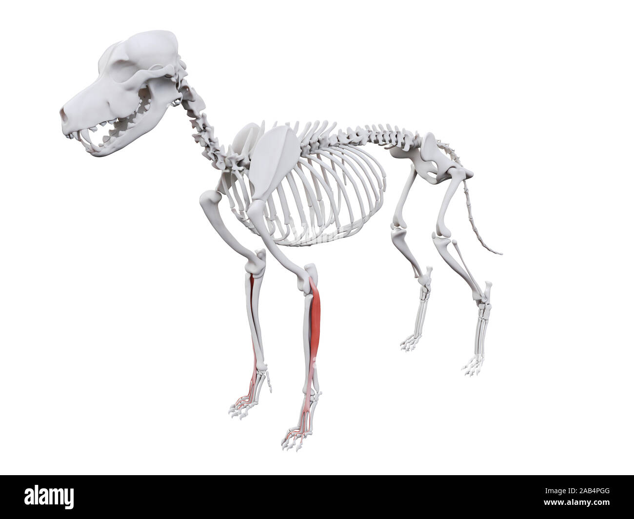 3d rendered illustration of the dog muscle anatomy - extensor digitorum ...