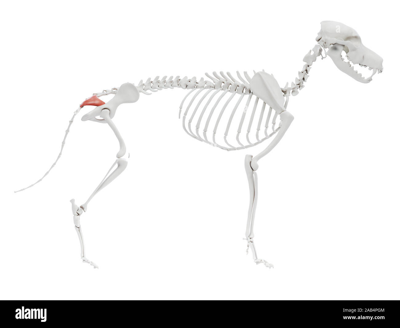 3d rendered illustration of the dog muscle anatomy - coccygeus Stock ...