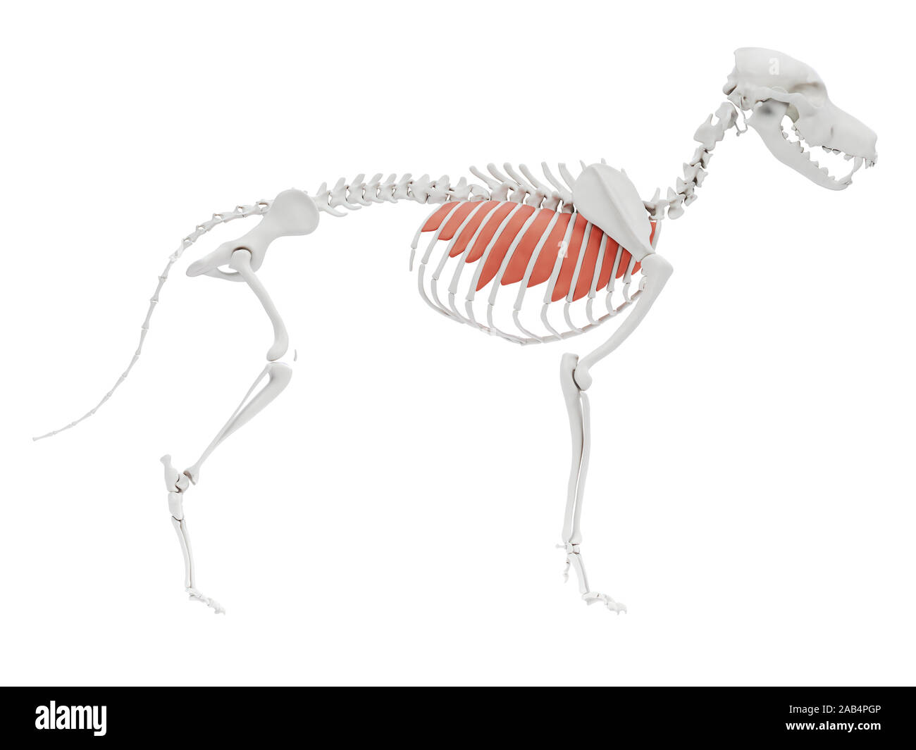 Intercostal hi-res stock photography and images - Alamy