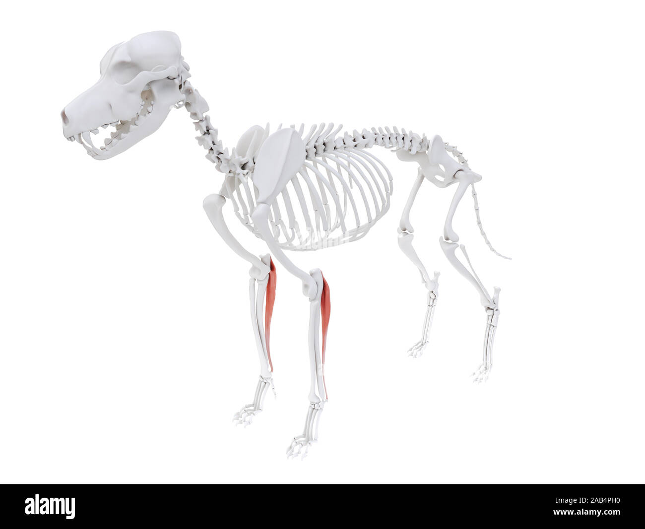 Flexor carpi ulnaris Cut Out Stock Images & Pictures - Alamy