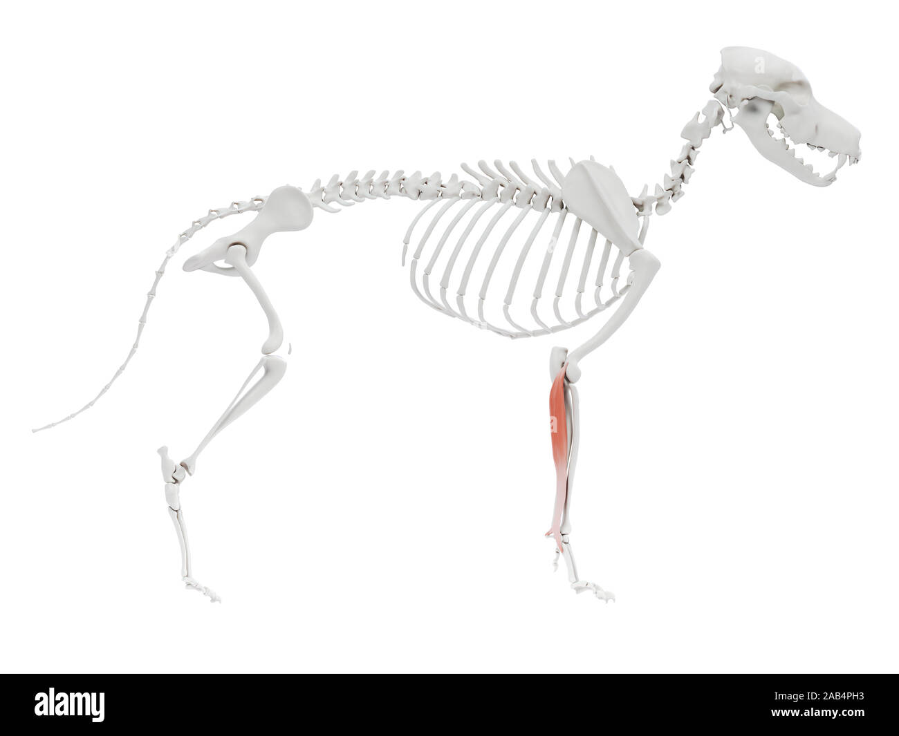 3d rendered illustration of the dog muscle anatomy - extensor carpi ...
