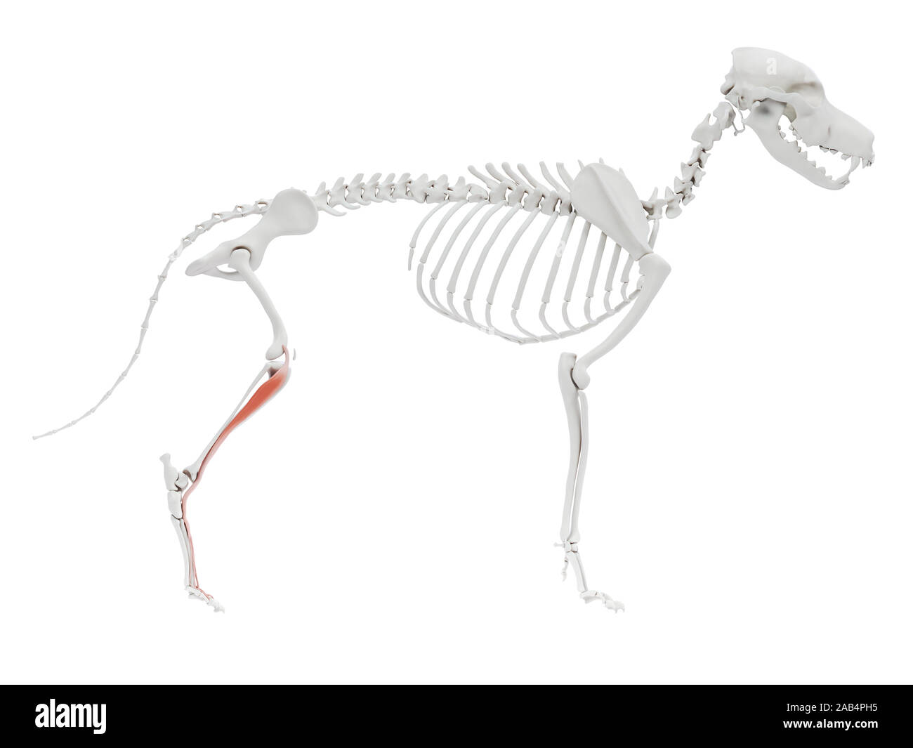 Extensor Digitorum Longus Stock Photos & Extensor Digitorum Longus ...