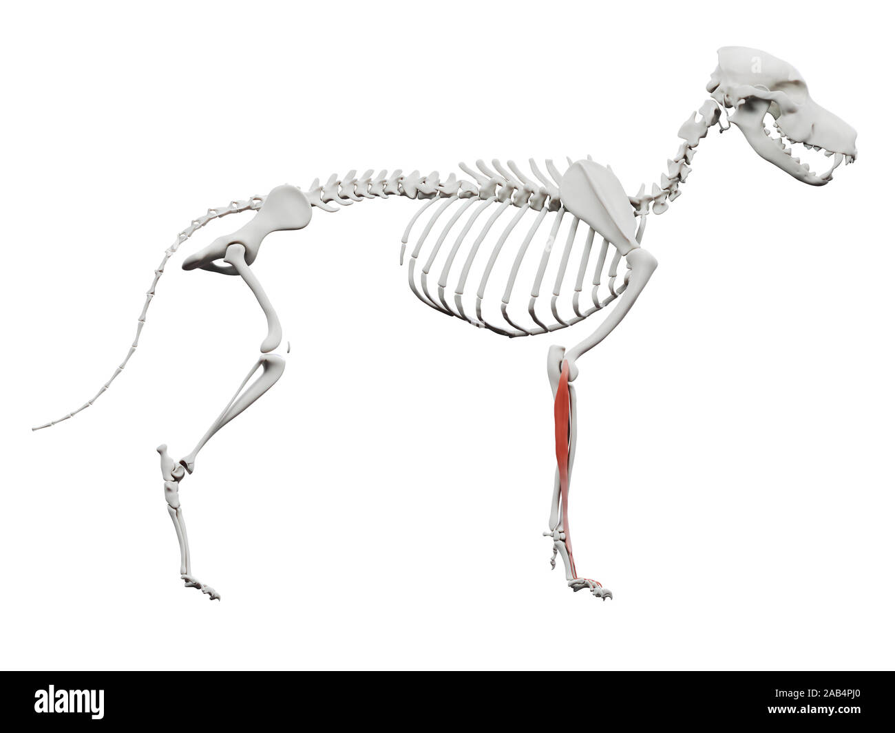 3d rendered illustration of the dog muscle anatomy - extensor digitorum ...