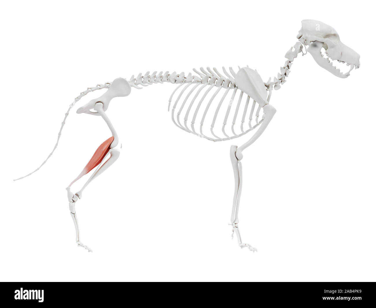 Gastrocnemius muscle dog anatomy hi-res stock photography and images ...