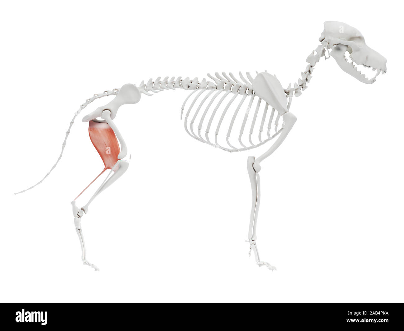 3d rendered illustration of the dog muscle anatomy - gracilis Stock ...