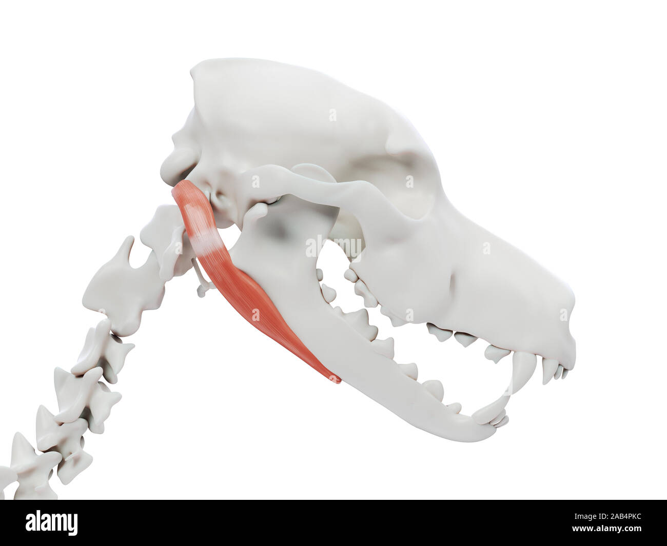 3d rendered illustration of the dog muscle anatomy - digastric Stock ...