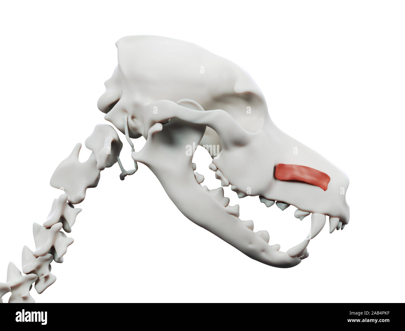 3d rendered illustration of the dog muscle anatomy - caninus Stock ...