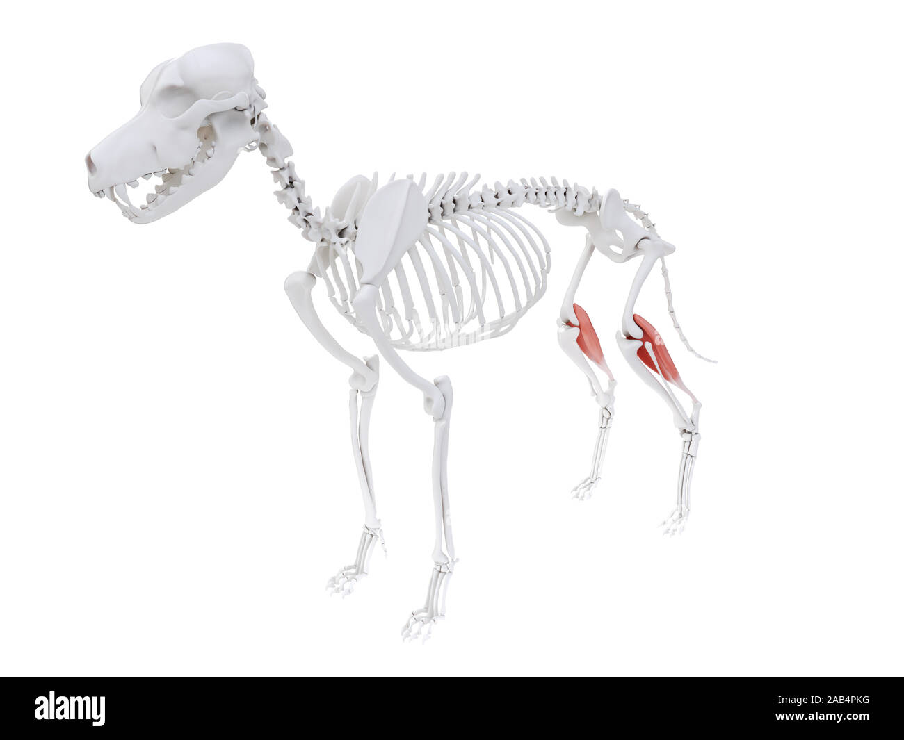 Gastrocnemius muscle dog anatomy hi-res stock photography and images ...