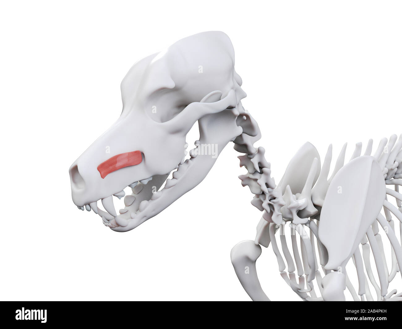 3d rendered illustration of the dog muscle anatomy - caninus Stock ...