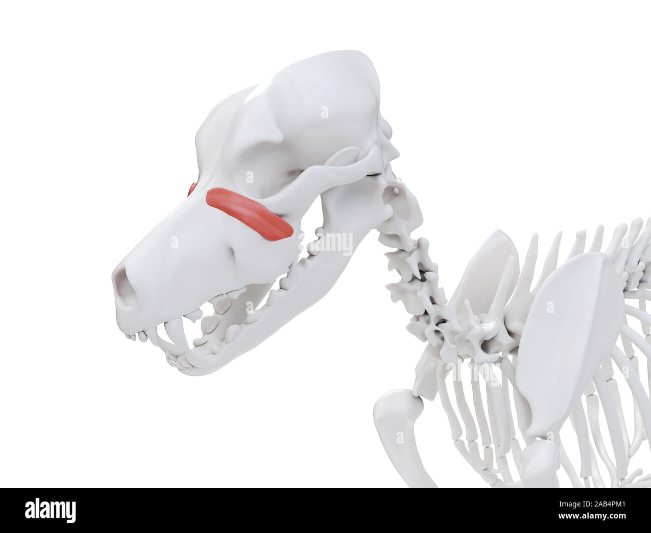 3d rendered illustration of the dog muscle anatomy - malaris Stock ...