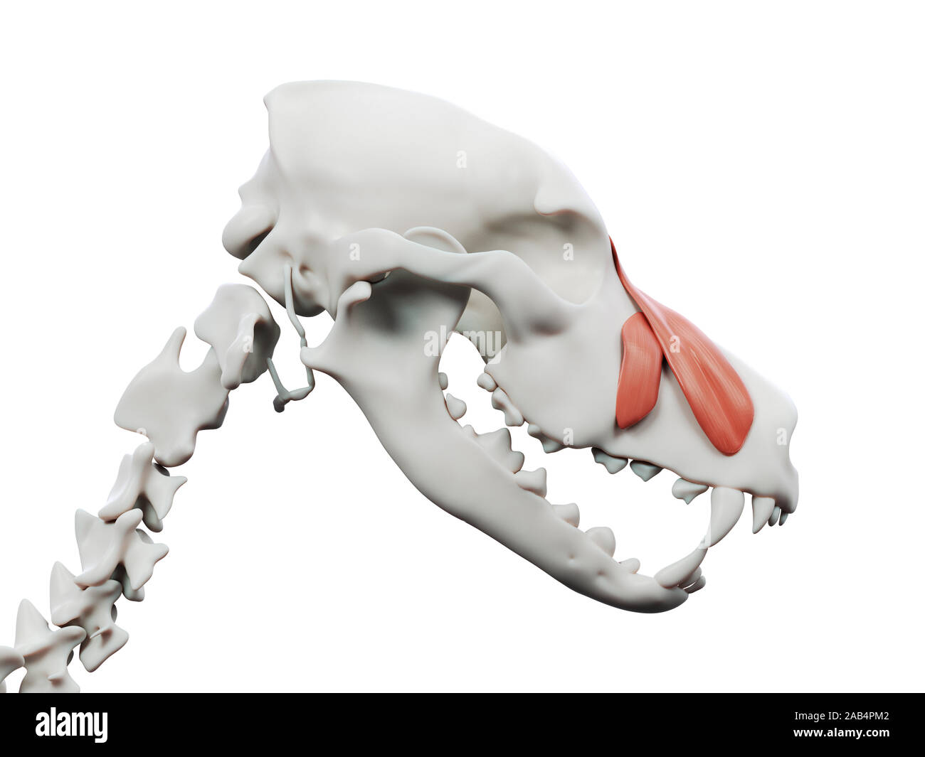 Levator nasolabialis hi-res stock photography and images - Alamy