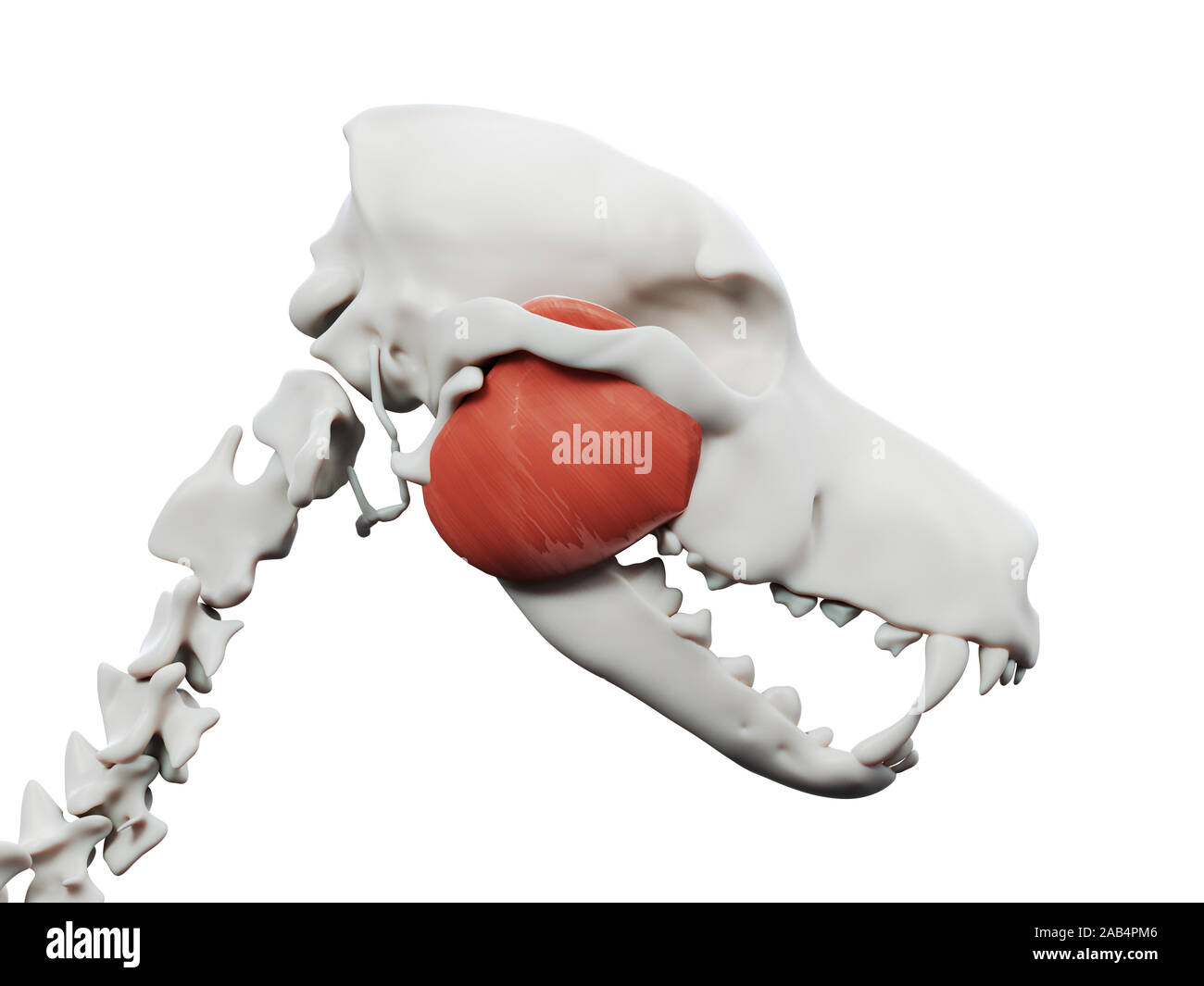 3d rendered illustration of the dog muscle anatomy - masseter Stock ...