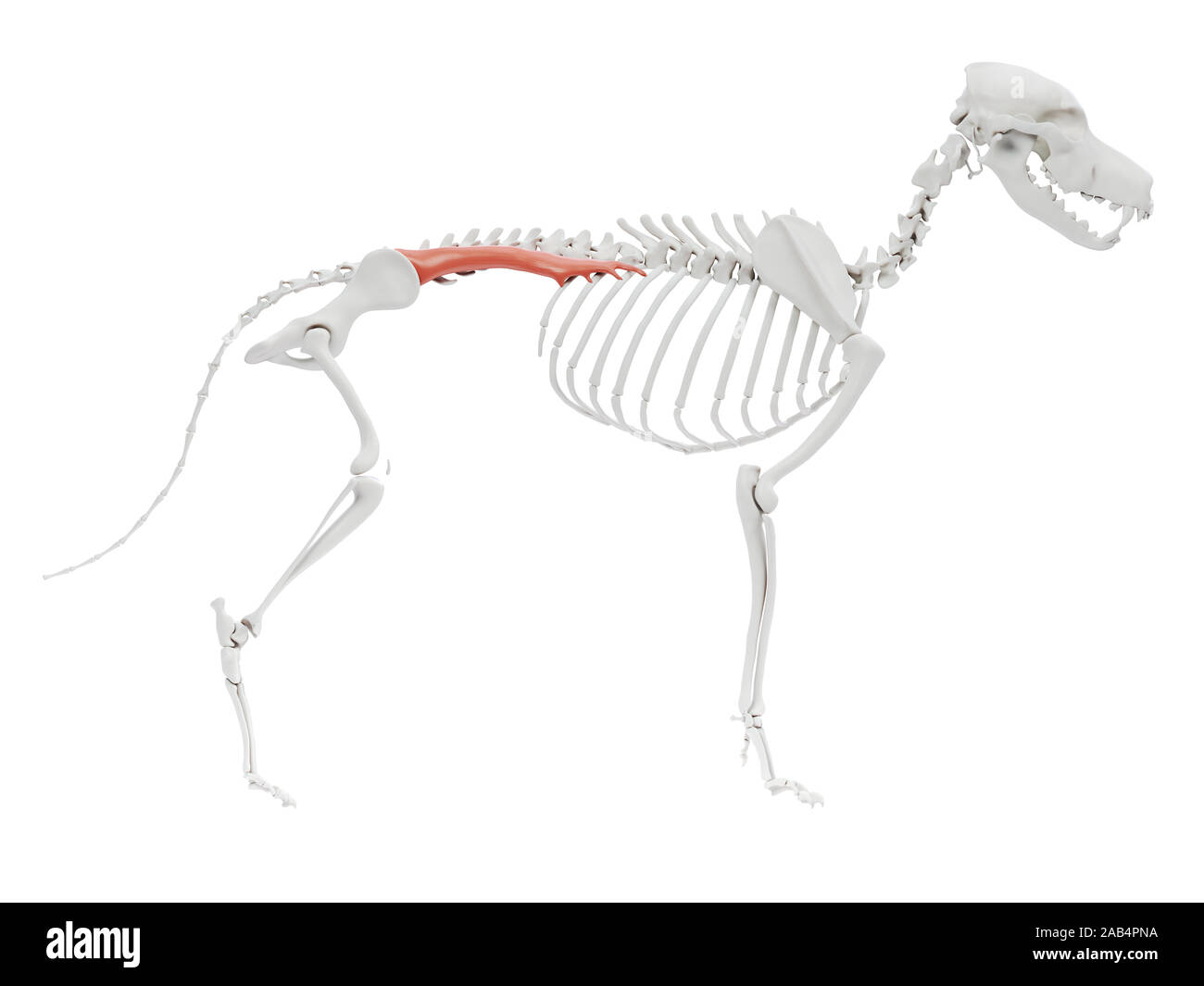 3d rendered illustration of the dog muscle anatomy - iliocostalis ...