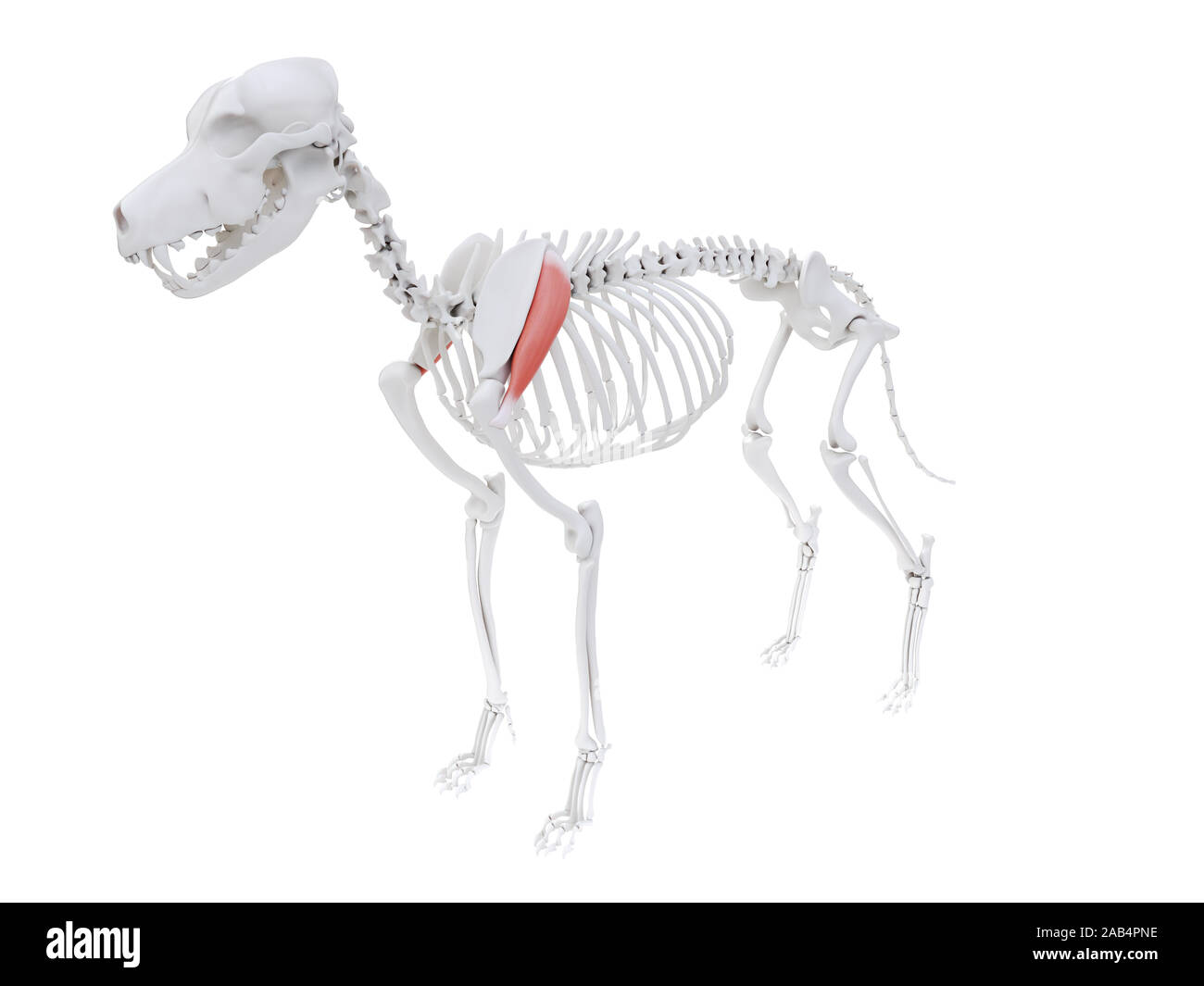 3d rendered illustration of the dog muscle anatomy - infraspinatus ...