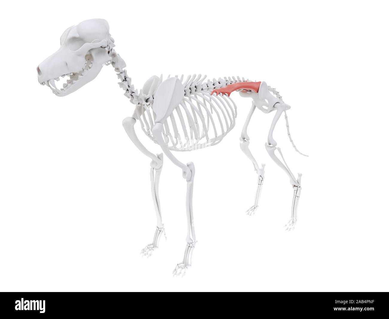 3d rendered illustration of the dog muscle anatomy - iliocostalis ...