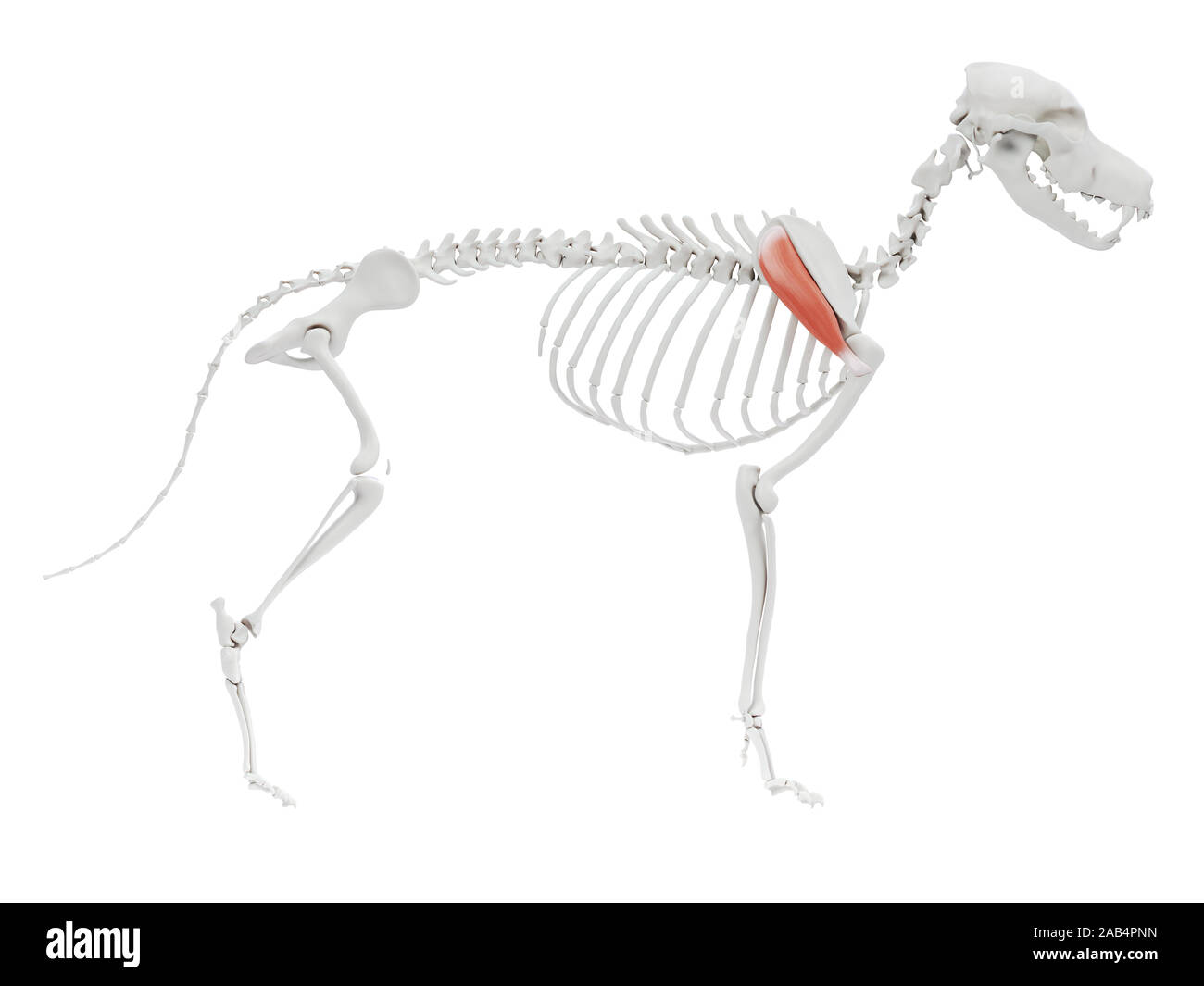 3d rendered illustration of the dog muscle anatomy - infraspinatus ...