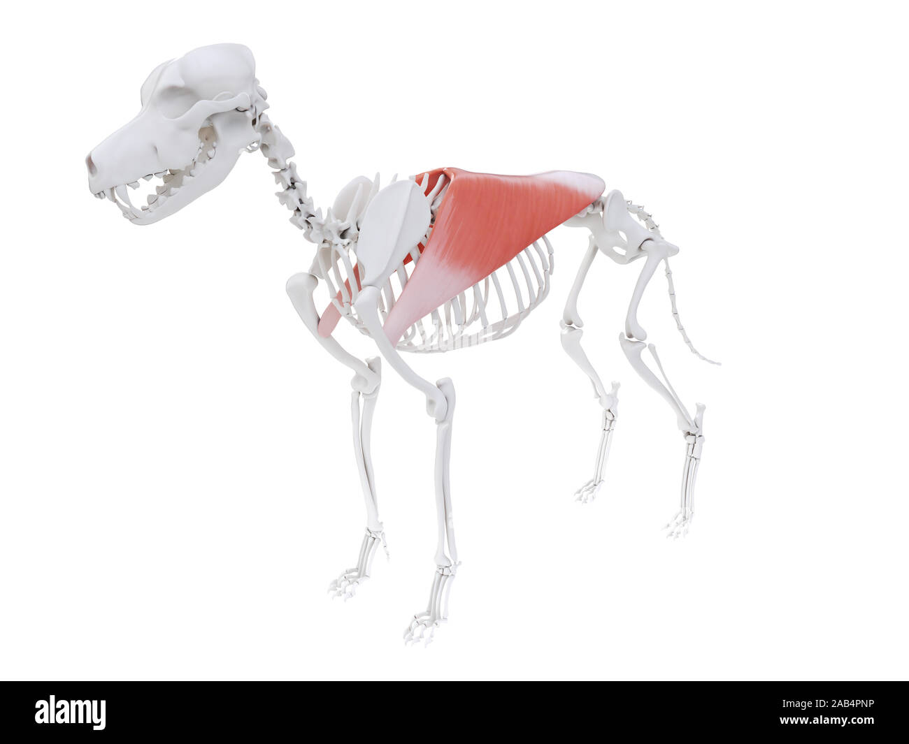 3d rendered illustration of the dog muscle anatomy - latissimus dorsi ...