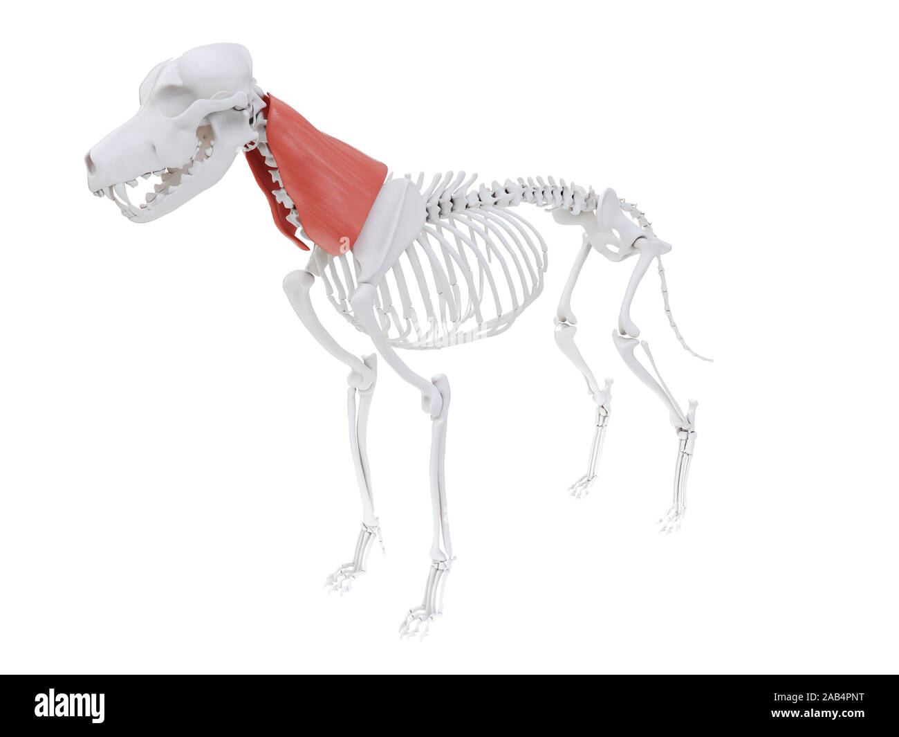 3d rendered illustration of the dog muscle anatomy - omotransversarius ...