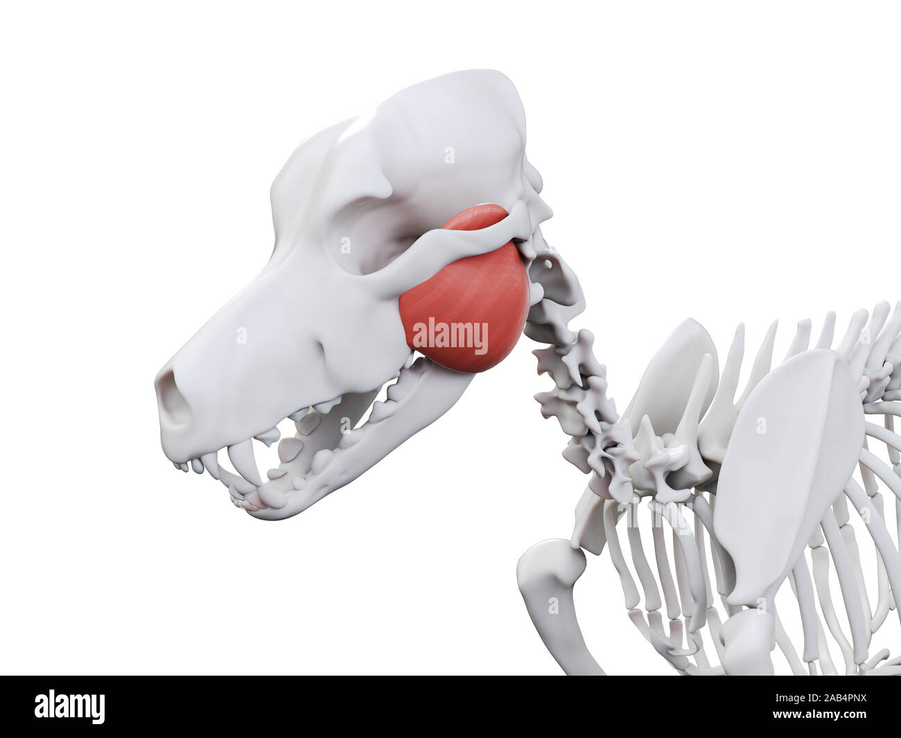 3d rendered illustration of the dog muscle anatomy - masseter Stock ...