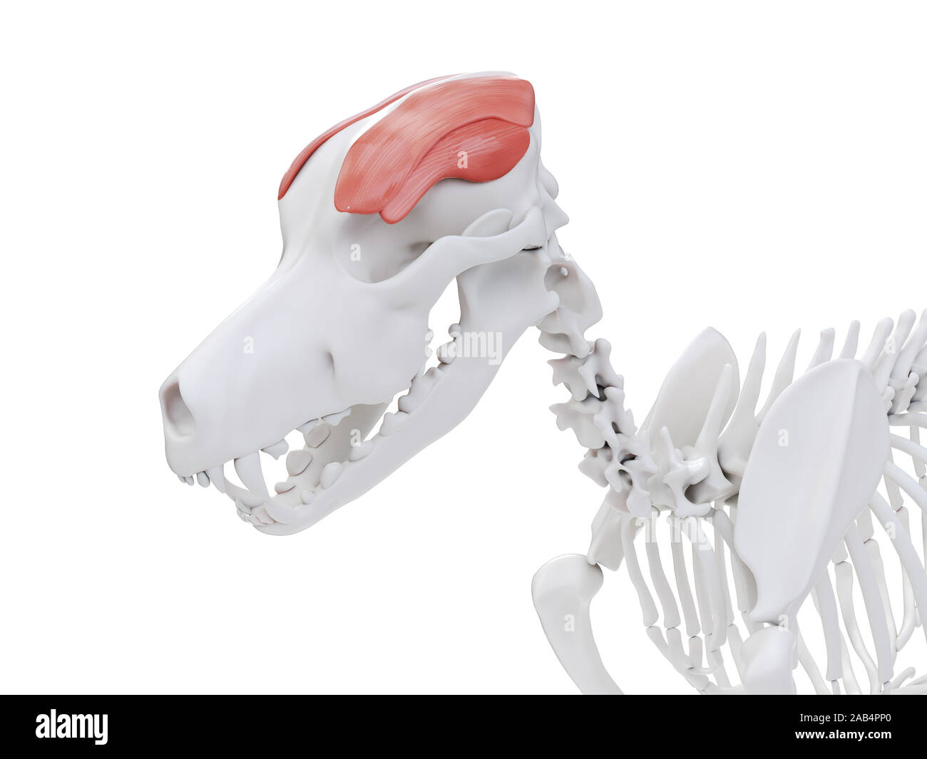 Temporalis Muscle Dog