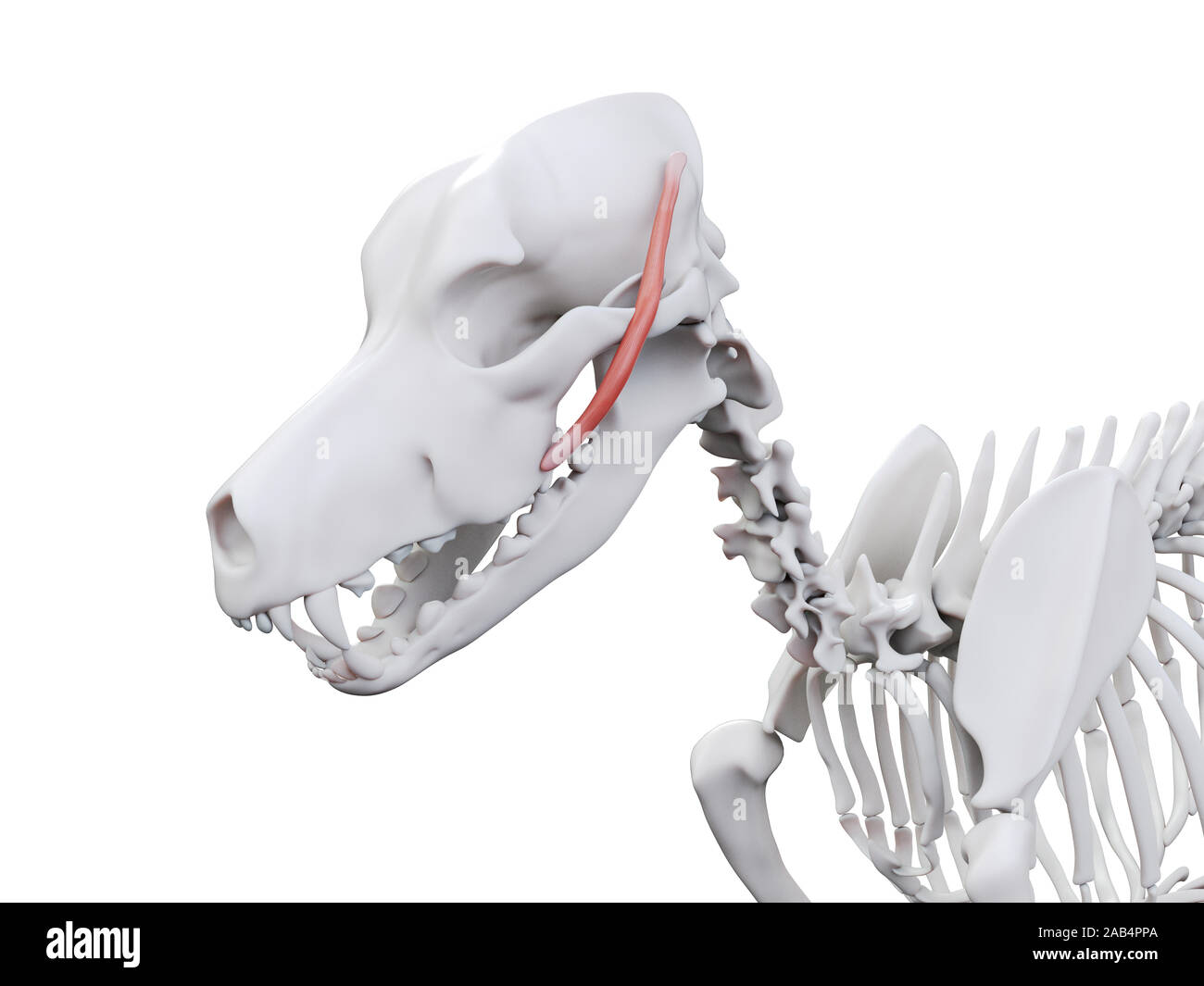 3d rendered illustration of the dog muscle anatomy - zygomaticus Stock ...