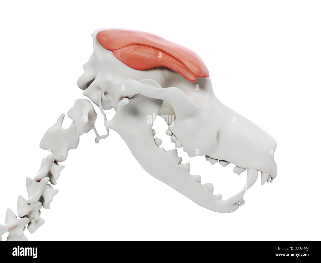 Temporalis Muscle Dog