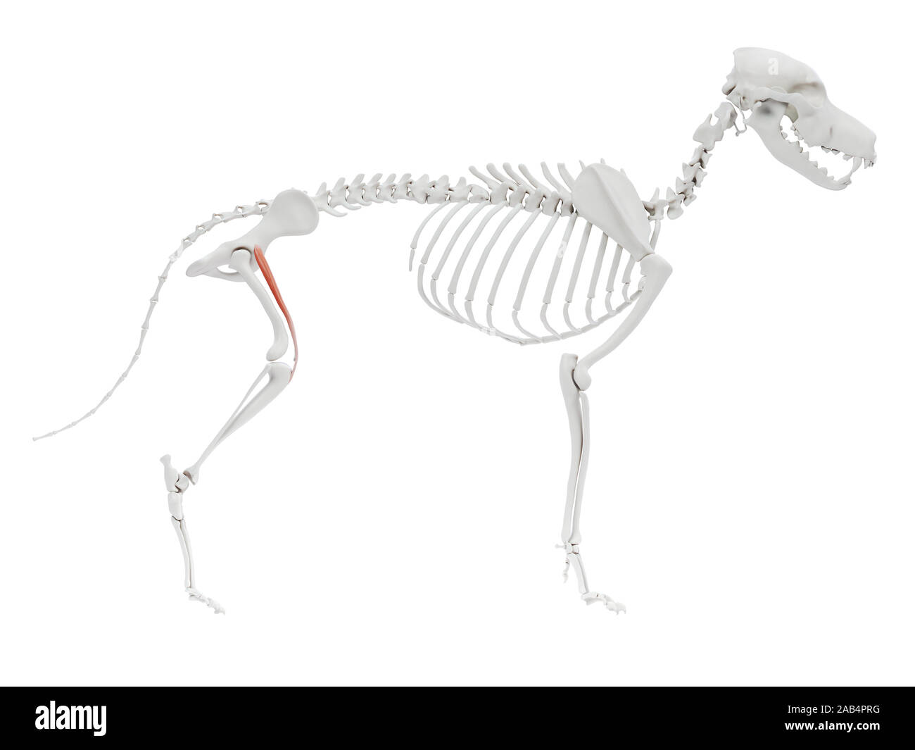 3d rendered illustration of the dog muscle anatomy - rectus femoris ...