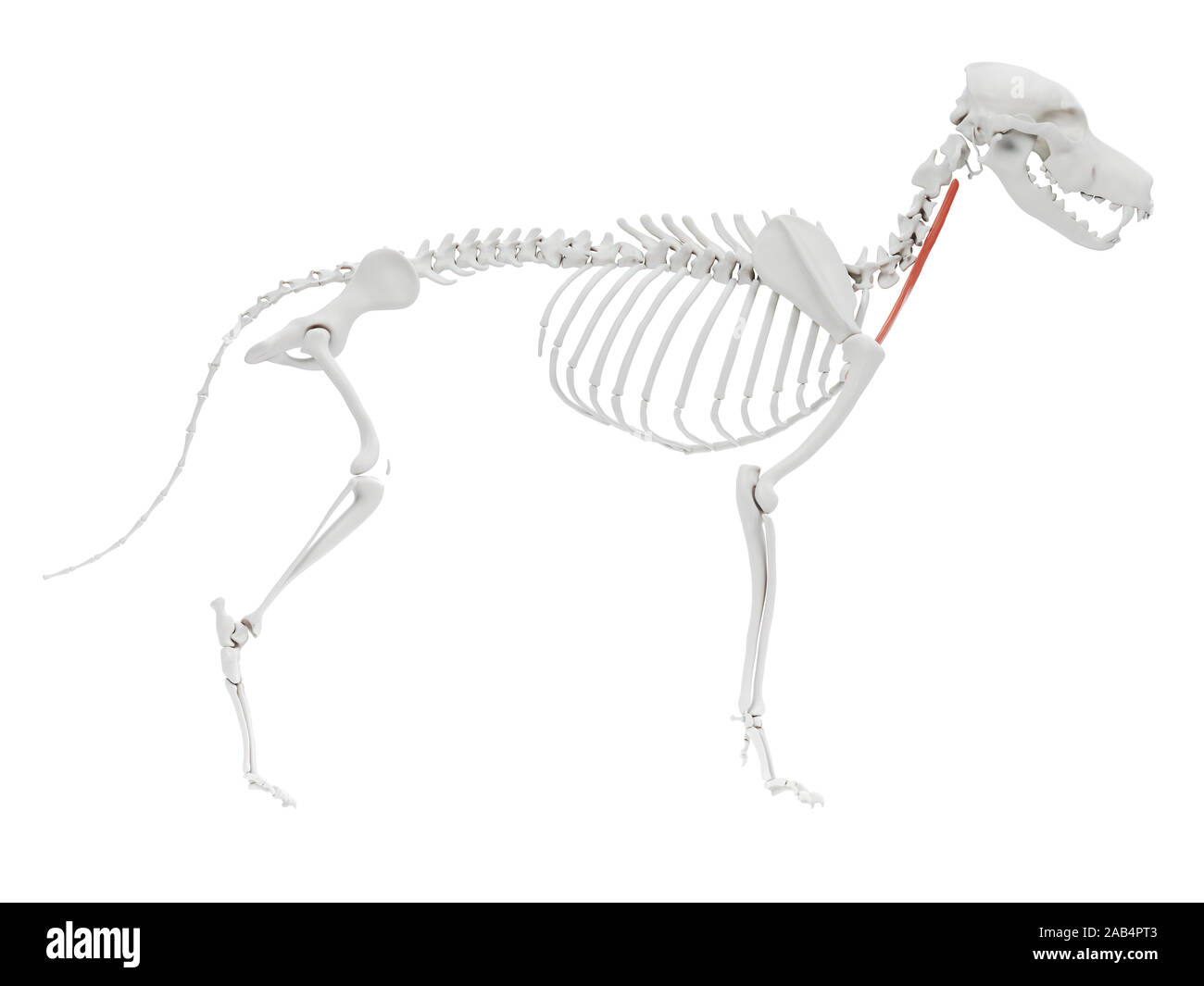 3d rendered illustration of the dog muscle anatomy - sternothyroideus ...