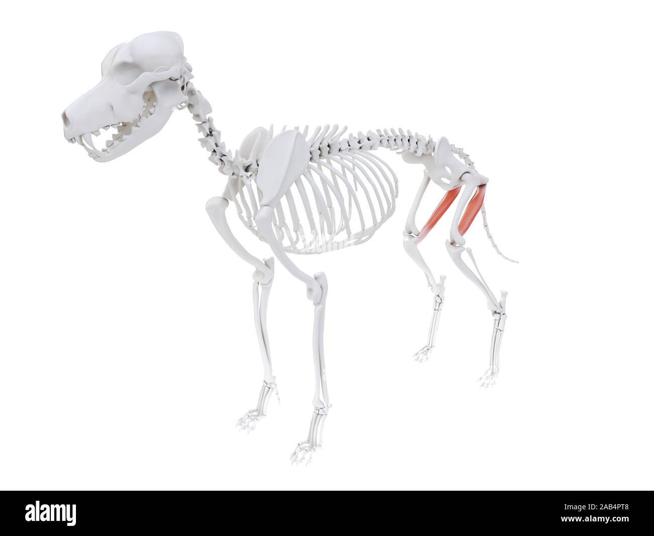 3d rendered illustration of the dog muscle anatomy - semimembranosus ...