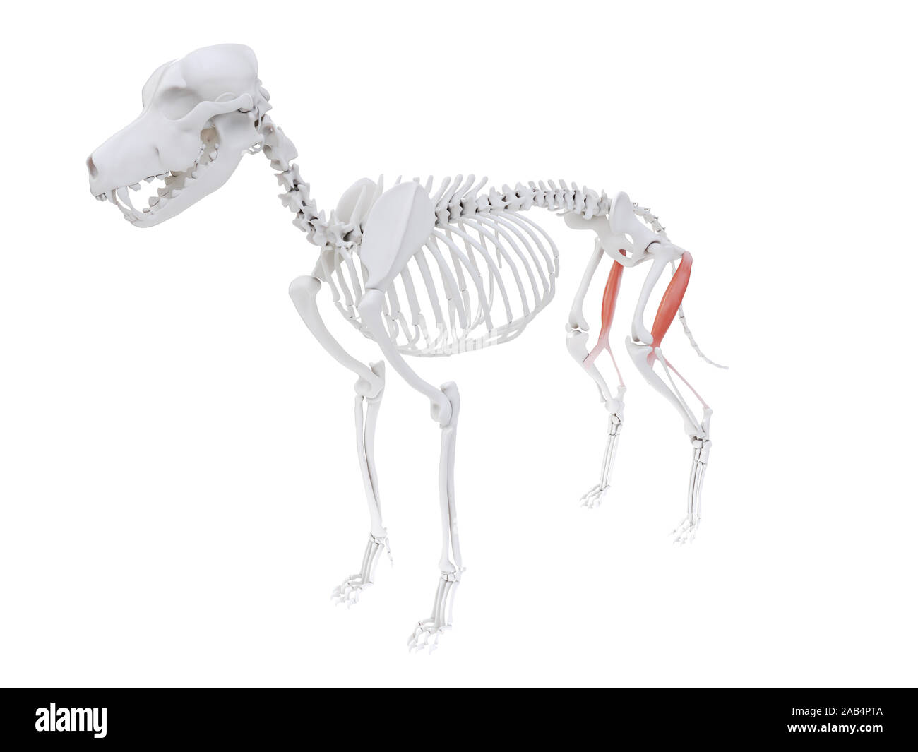 Muscle dog hi-res stock photography and images - Alamy