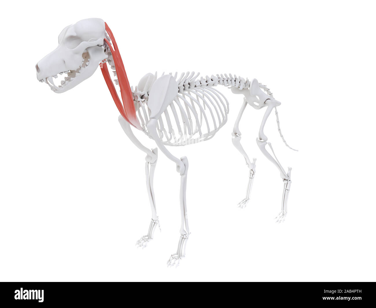 3d rendered illustration of the dog muscle anatomy - sternocephalicus ...