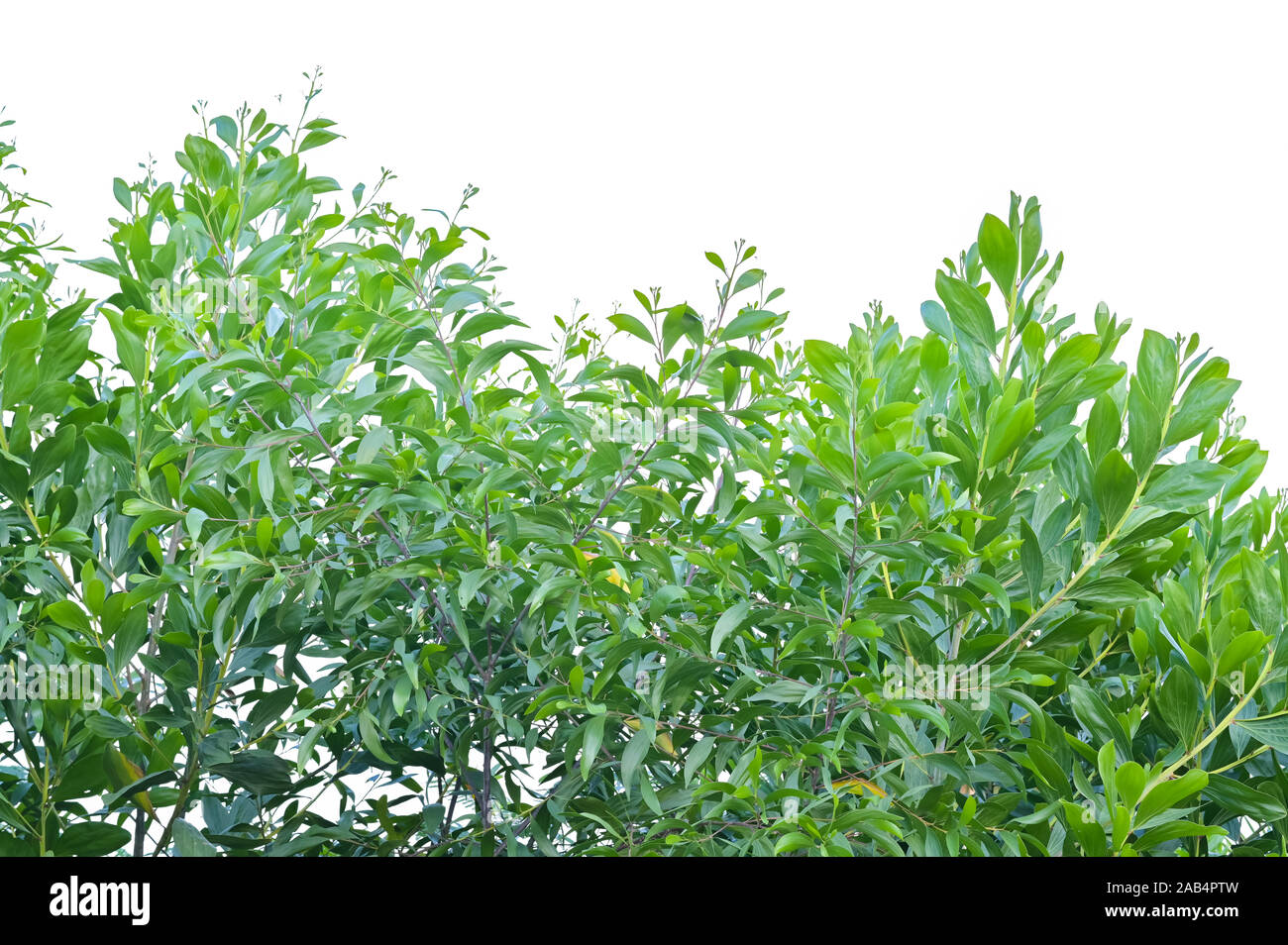 Green leaves tree top isolated on white background Stock Photo - Alamy