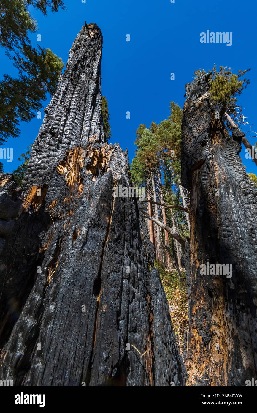 Fire burned tree stump hi-res stock photography and images - Alamy