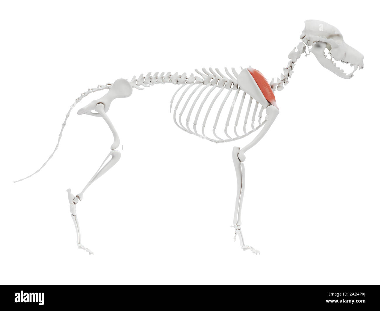 3d rendered illustration of the dog muscle anatomy - supraspinatus ...
