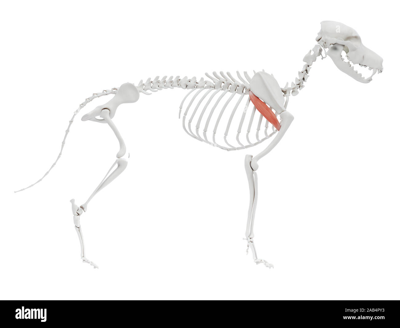 3d rendered illustration of the dog muscle anatomy - teres major Stock ...