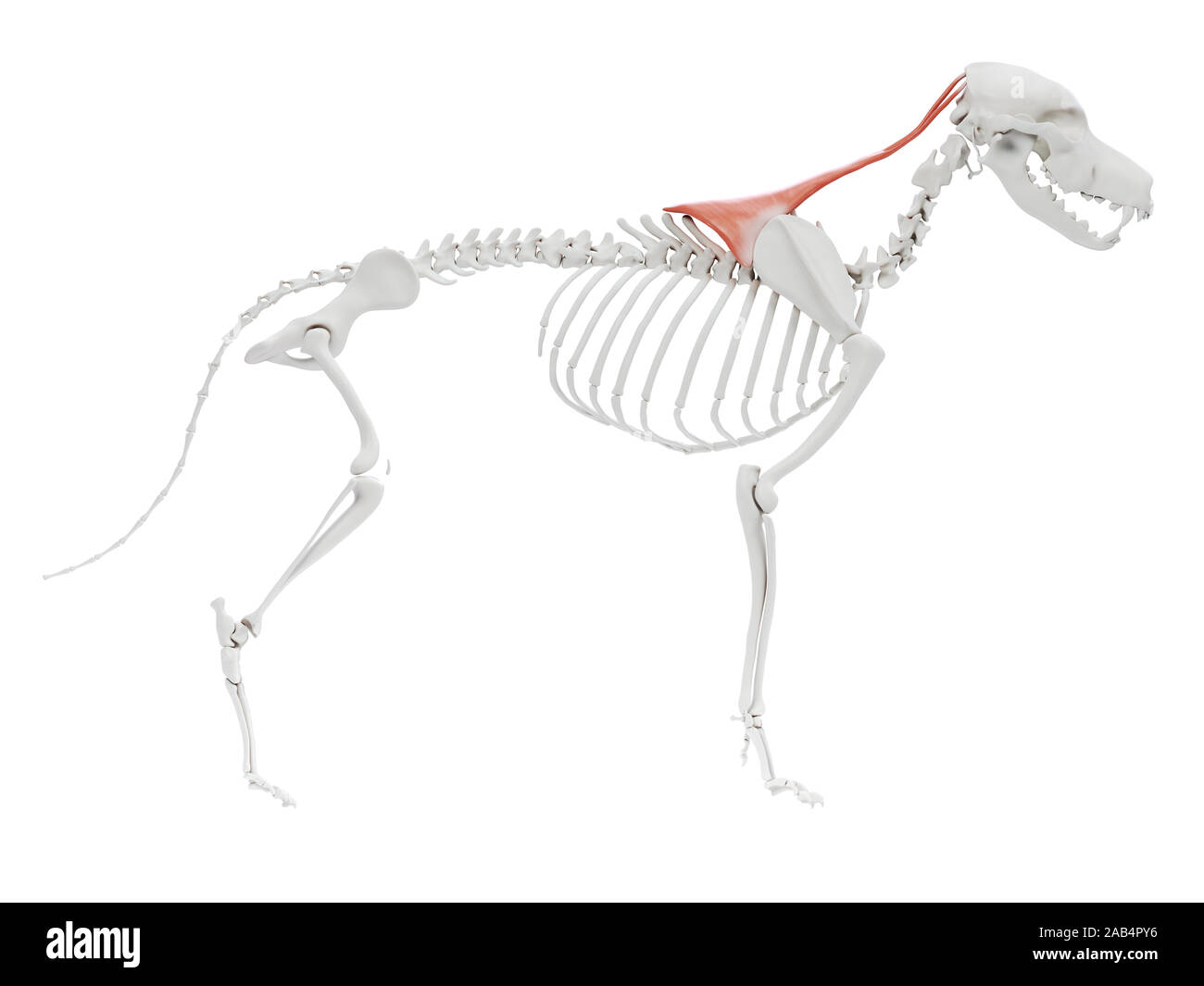3d rendered illustration of the dog muscle anatomy - thoracic rhomboid ...