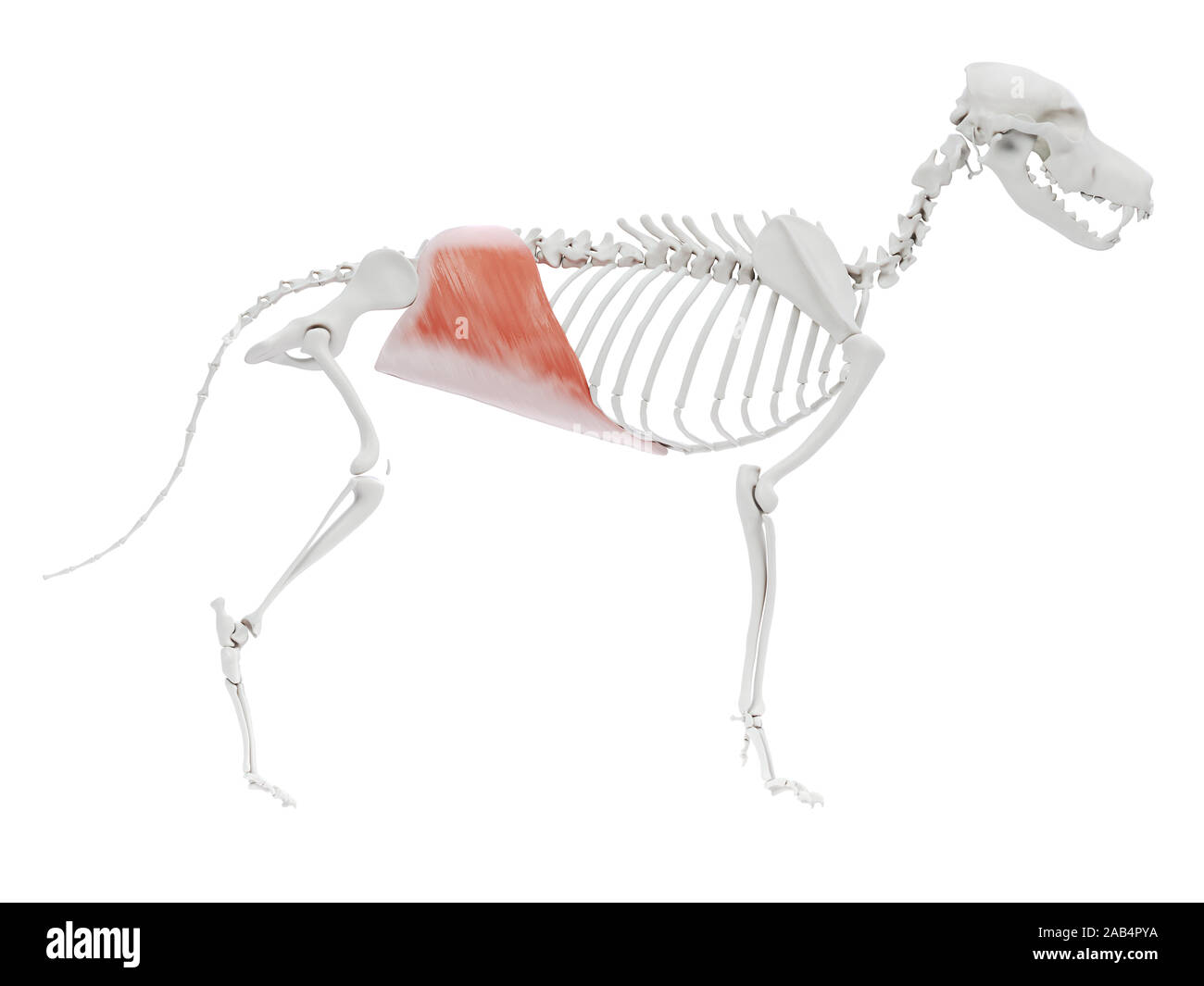 3d rendered illustration of the dog muscle anatomy - transverse ...