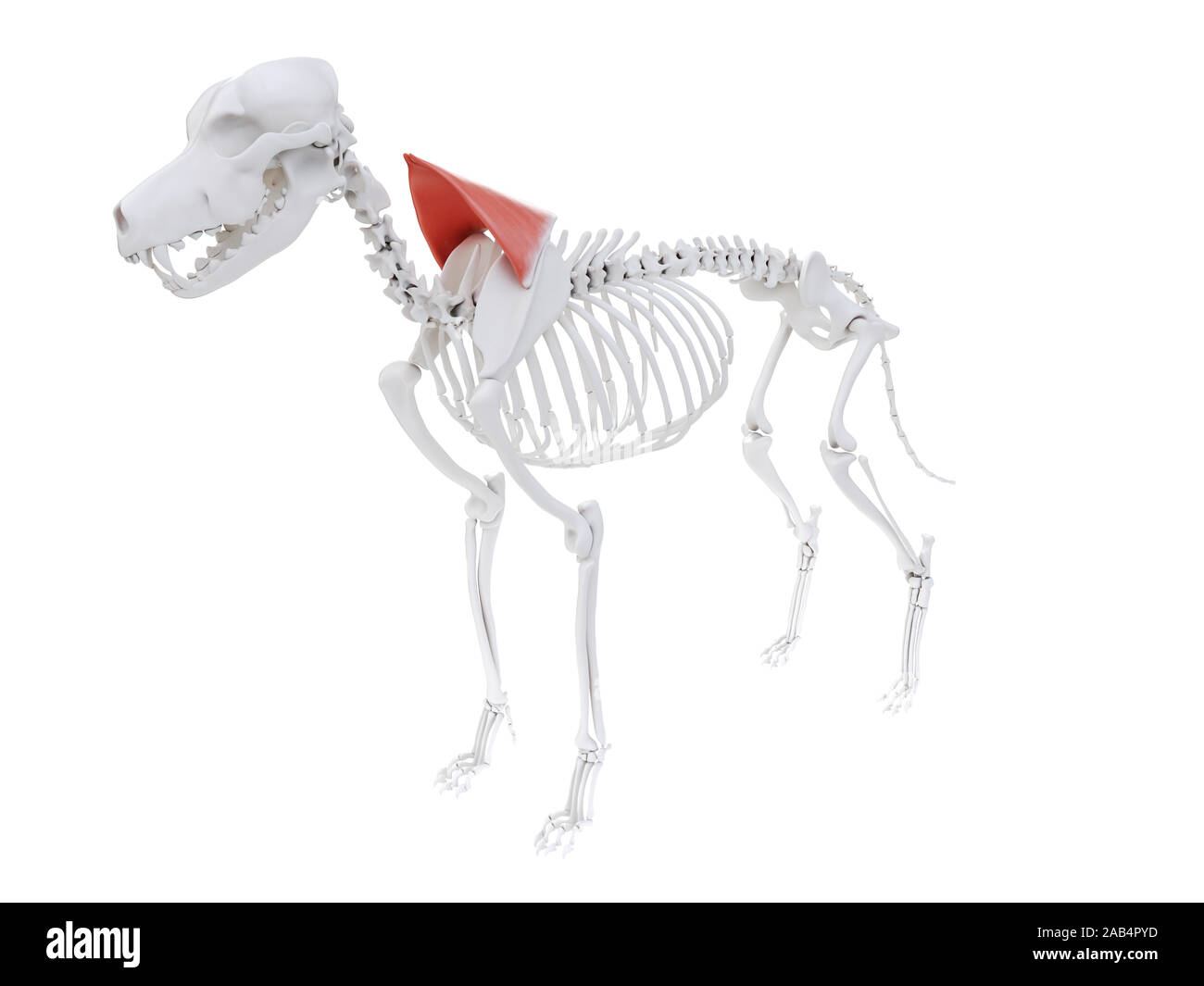 3d rendered illustration of the dog muscle anatomy - trapezius cervical ...