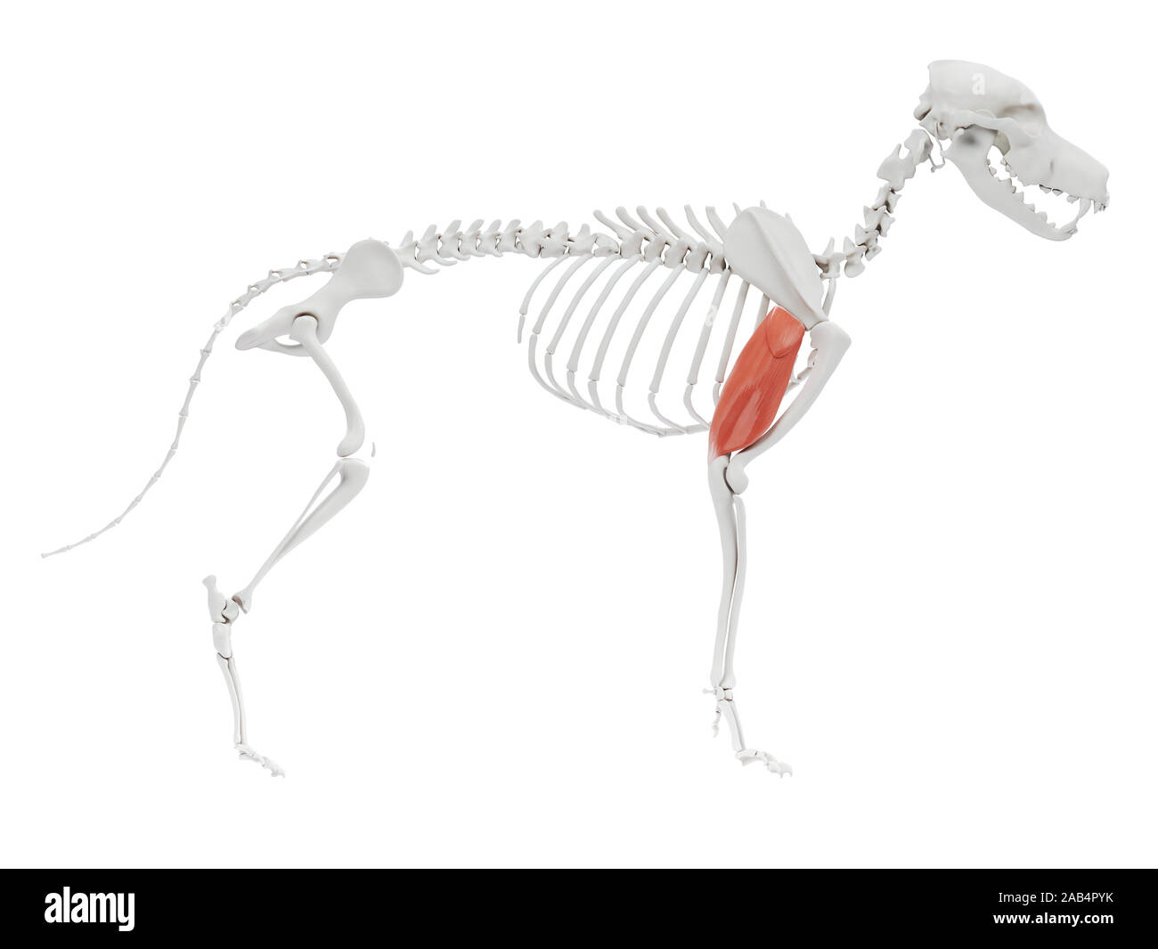 3d rendered illustration of the dog muscle anatomy - triceps long head ...