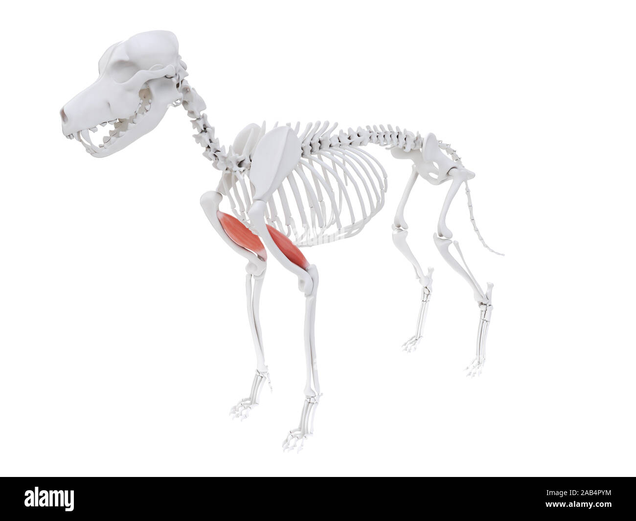 Triceps Brachii Medial Head