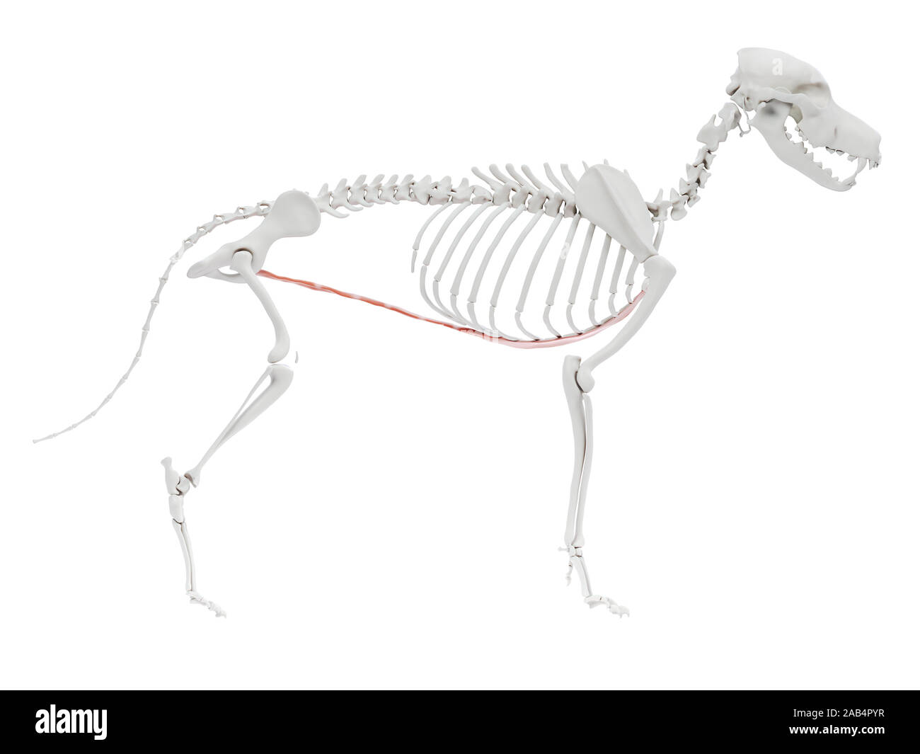 3d rendered illustration of the dog muscle anatomy - straight abdominal ...