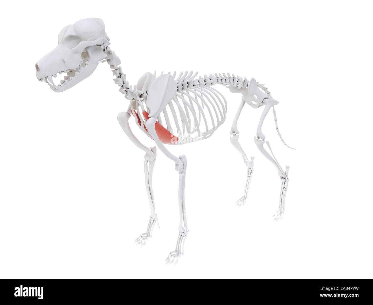Transverse Thoracic Muscle