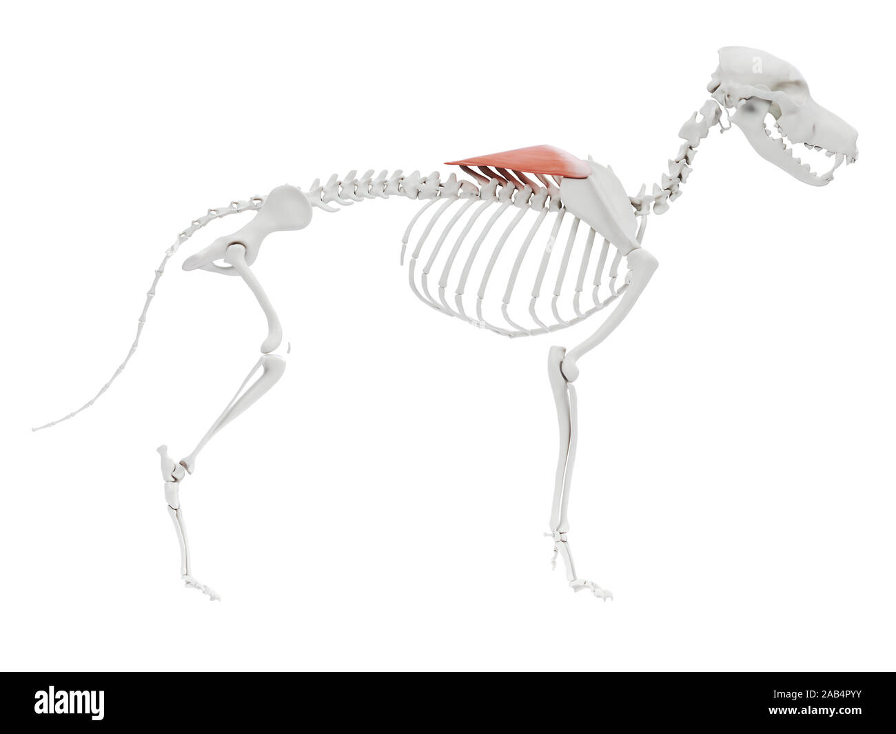 3d rendered illustration of the dog muscle anatomy - trapezius thoracic ...