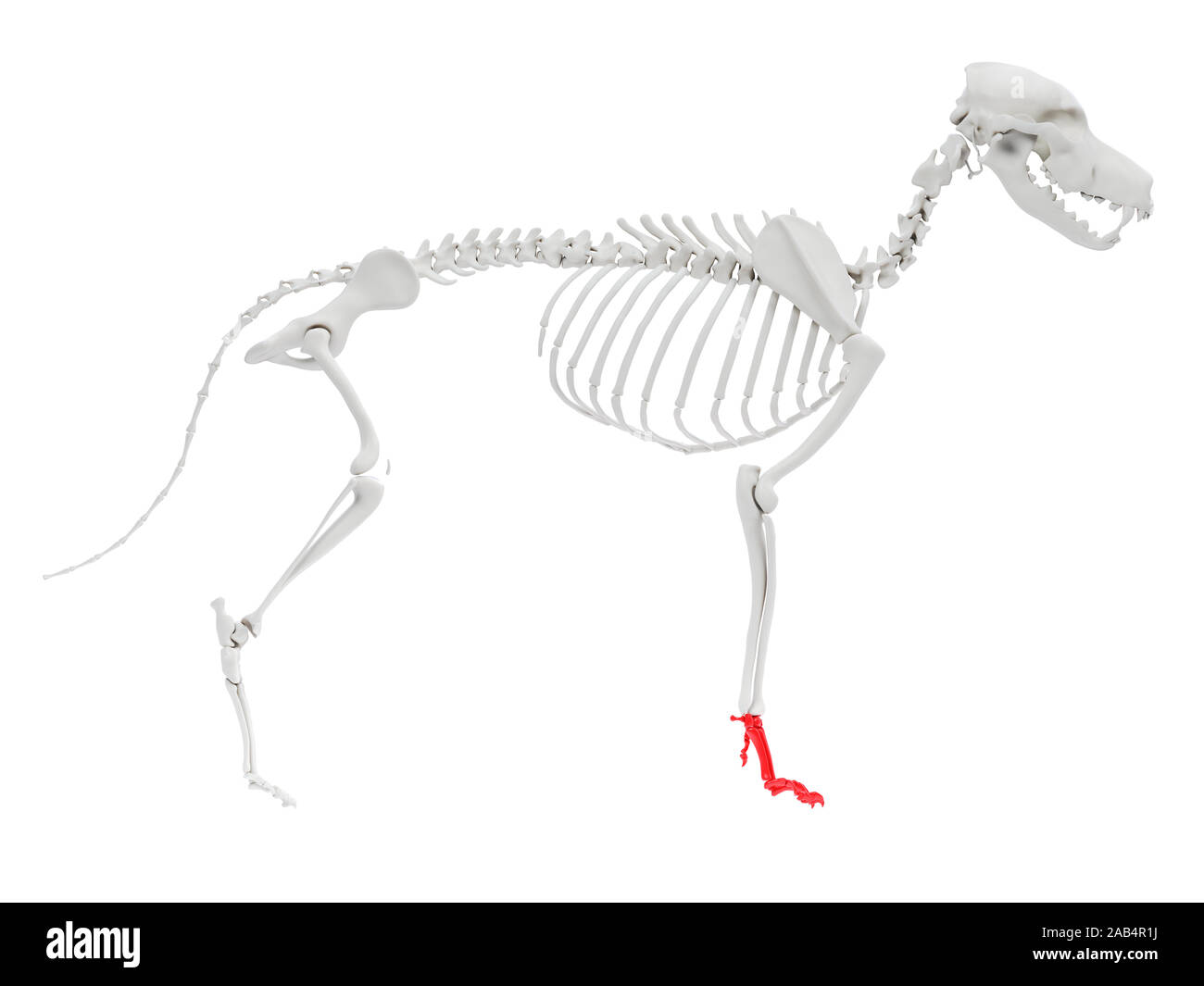 3d rendered anatomy illustration of the dog skeletal anatomy - forefoot ...