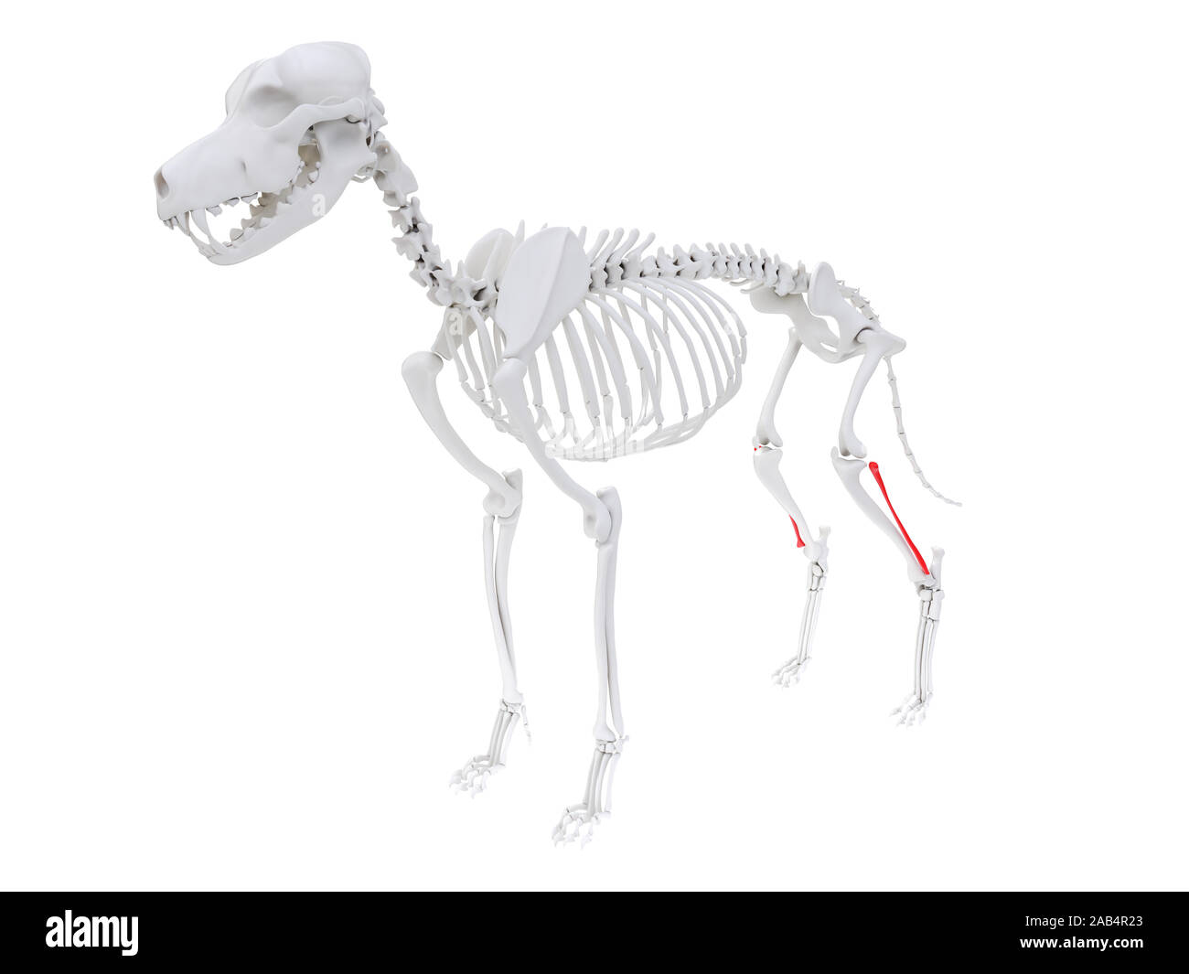 3d rendered anatomy illustration of the dog skeletal anatomy - fibula ...