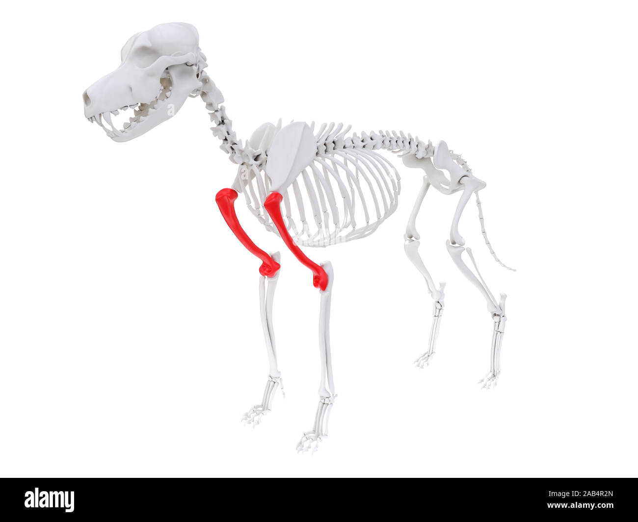 3d rendered anatomy illustration of the dog skeletal anatomy - humerus ...