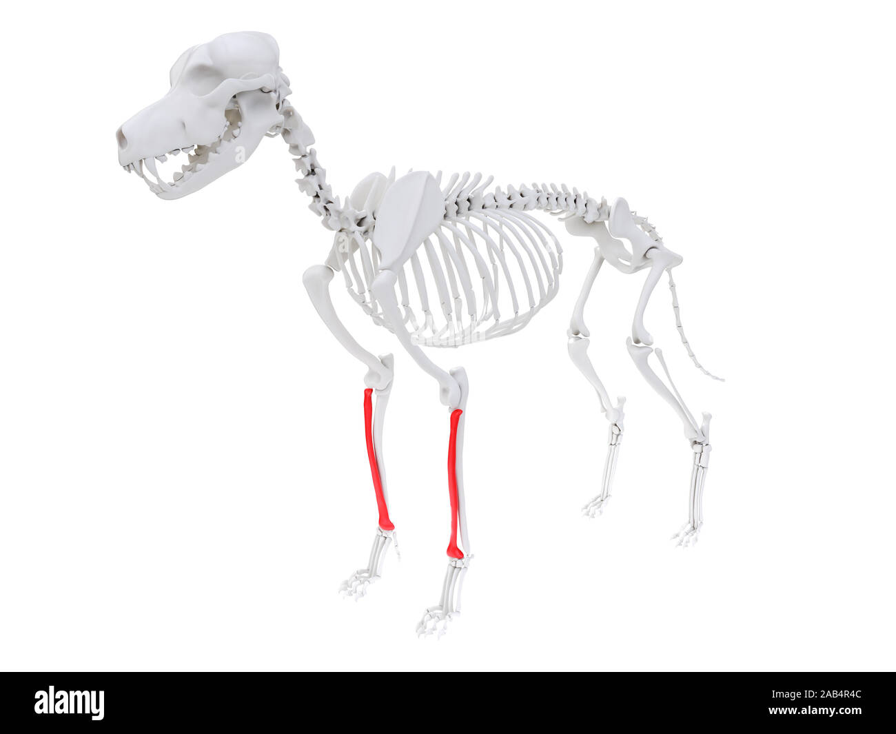 3d rendered anatomy illustration of the dog skeletal anatomy - radius ...
