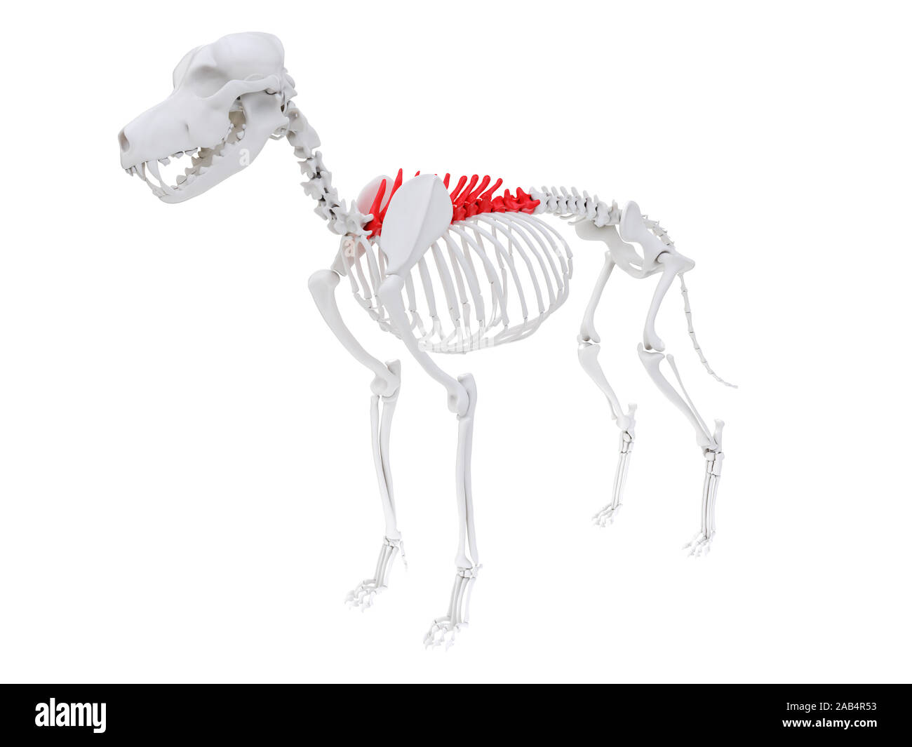 3d rendered anatomy illustration of the dog skeletal anatomy - thoracic ...